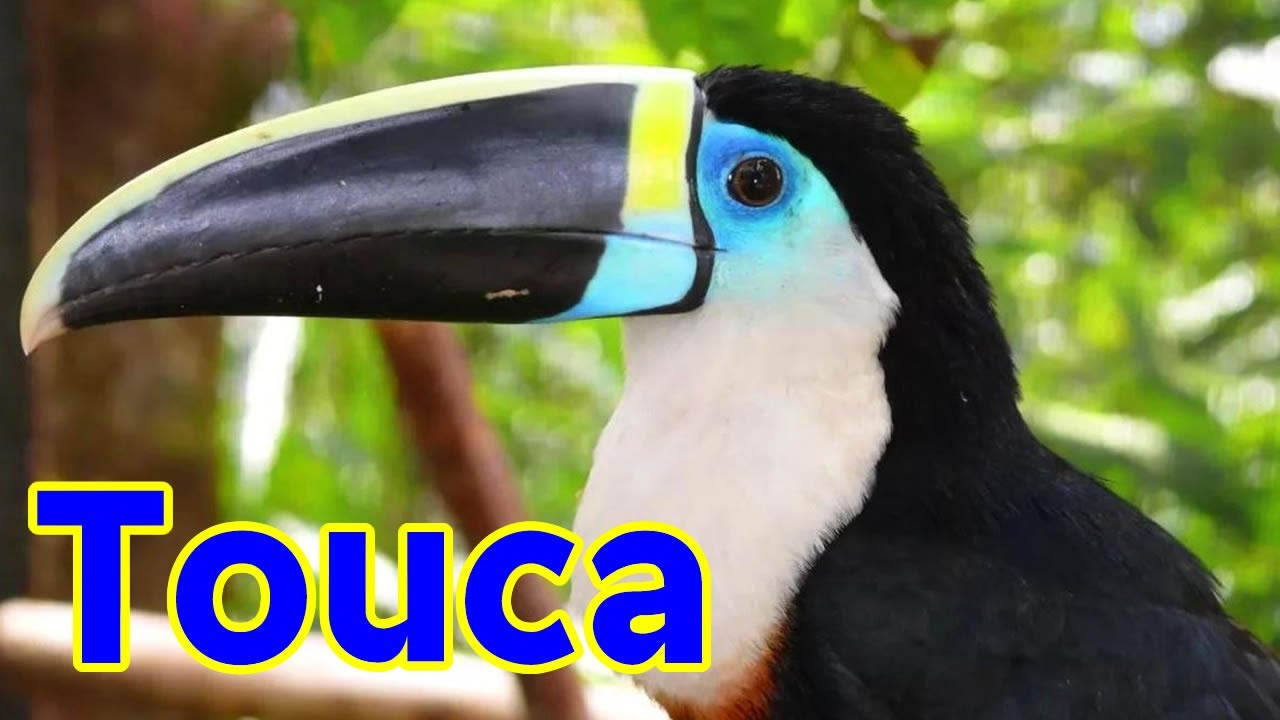 The toucan is a distinctive and colorful bird known for its oversized ...