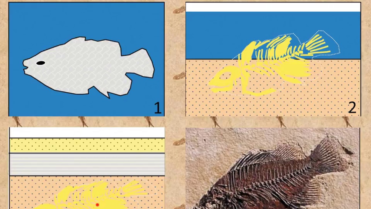 Introduction to Fossils - YouTube