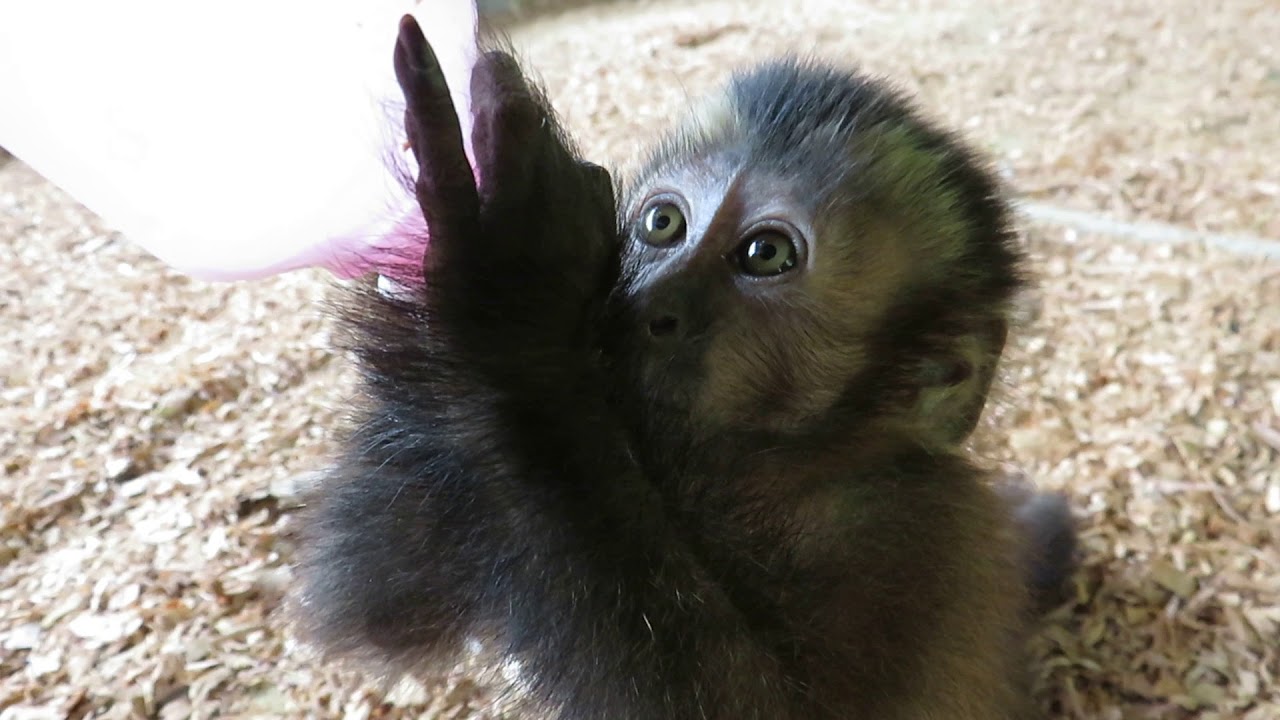 Rescued Capuchin Monkey loves getting bottle-fed - YouTube