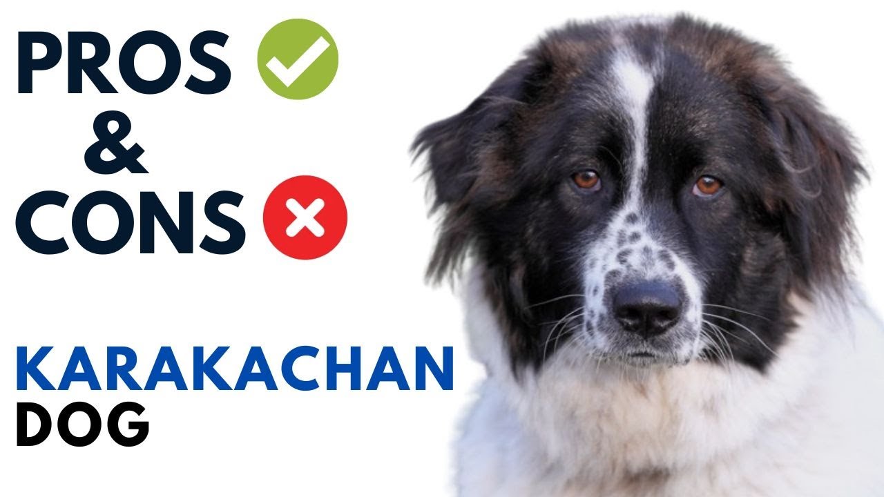 Karakachan Dog Pros and Cons | Karakachan Bulgaria Dog Advantages and ...