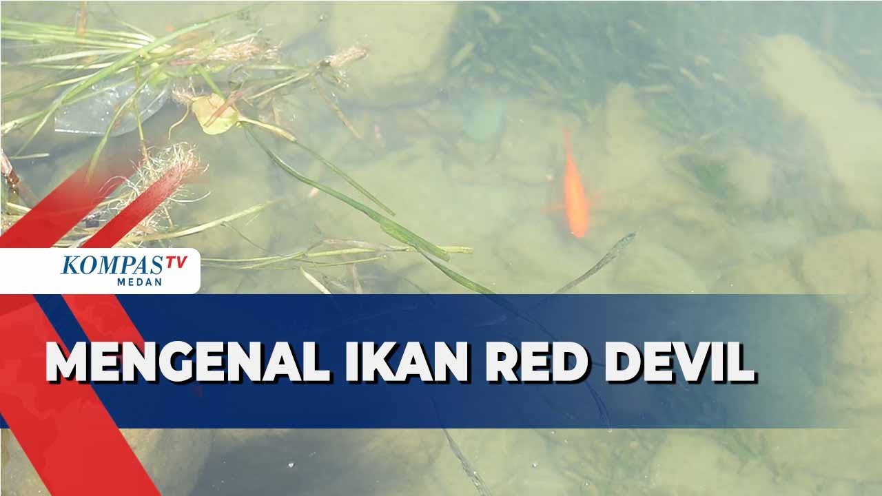 Mengenal Ikan Red Devil, Sang Predator di Danau Toba - YouTube