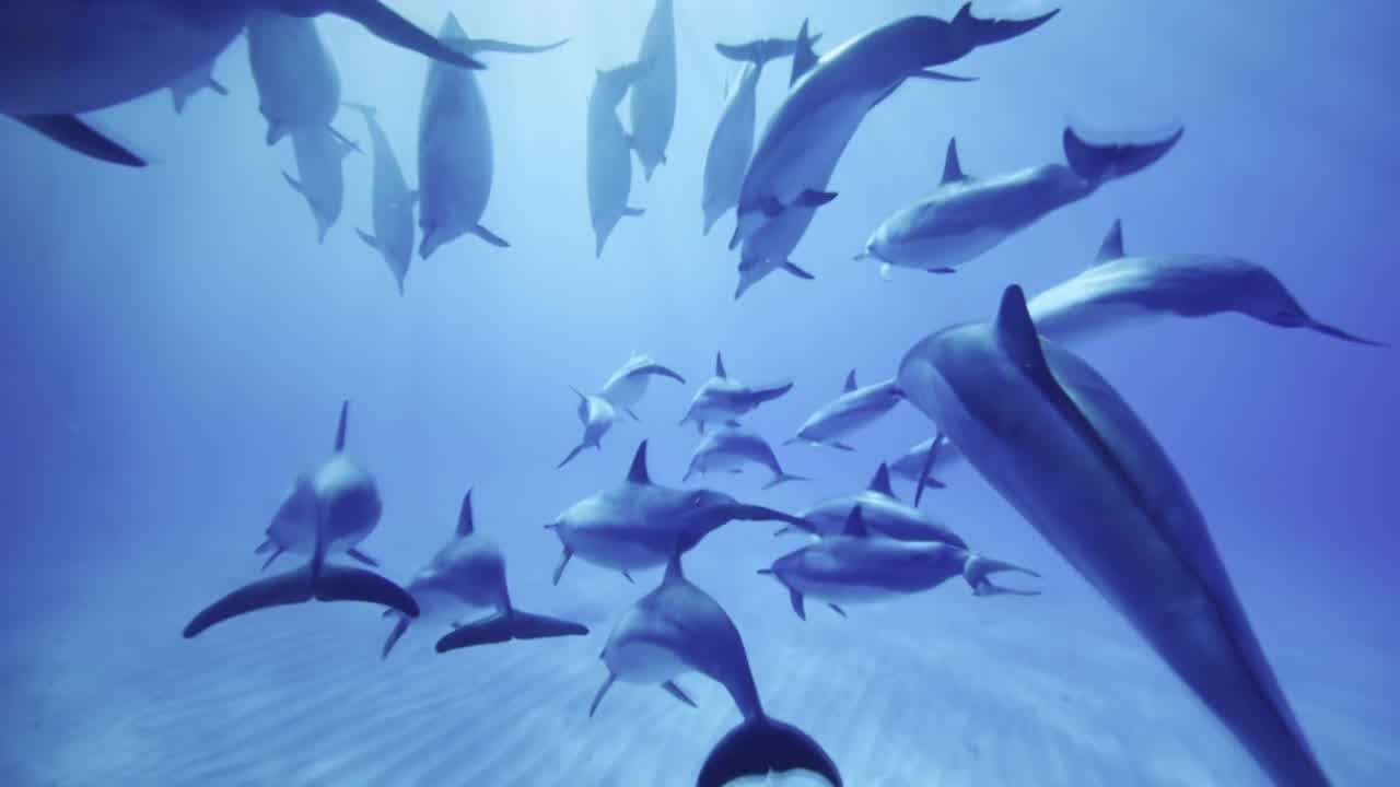 Pod of spinner dolphins filmed off Maui - YouTube