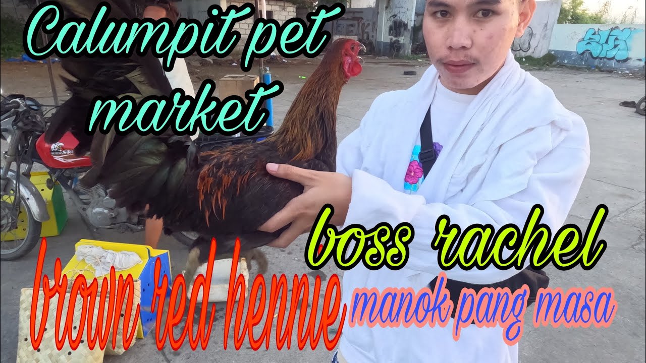 Calumpit pet market, brown red hennie boss rachel manok pang masa - YouTube