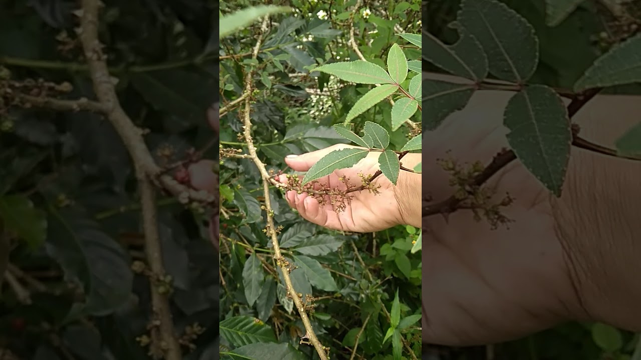 Pohon ANDALIMAN rempah asli dataran tinggi Samosir - YouTube