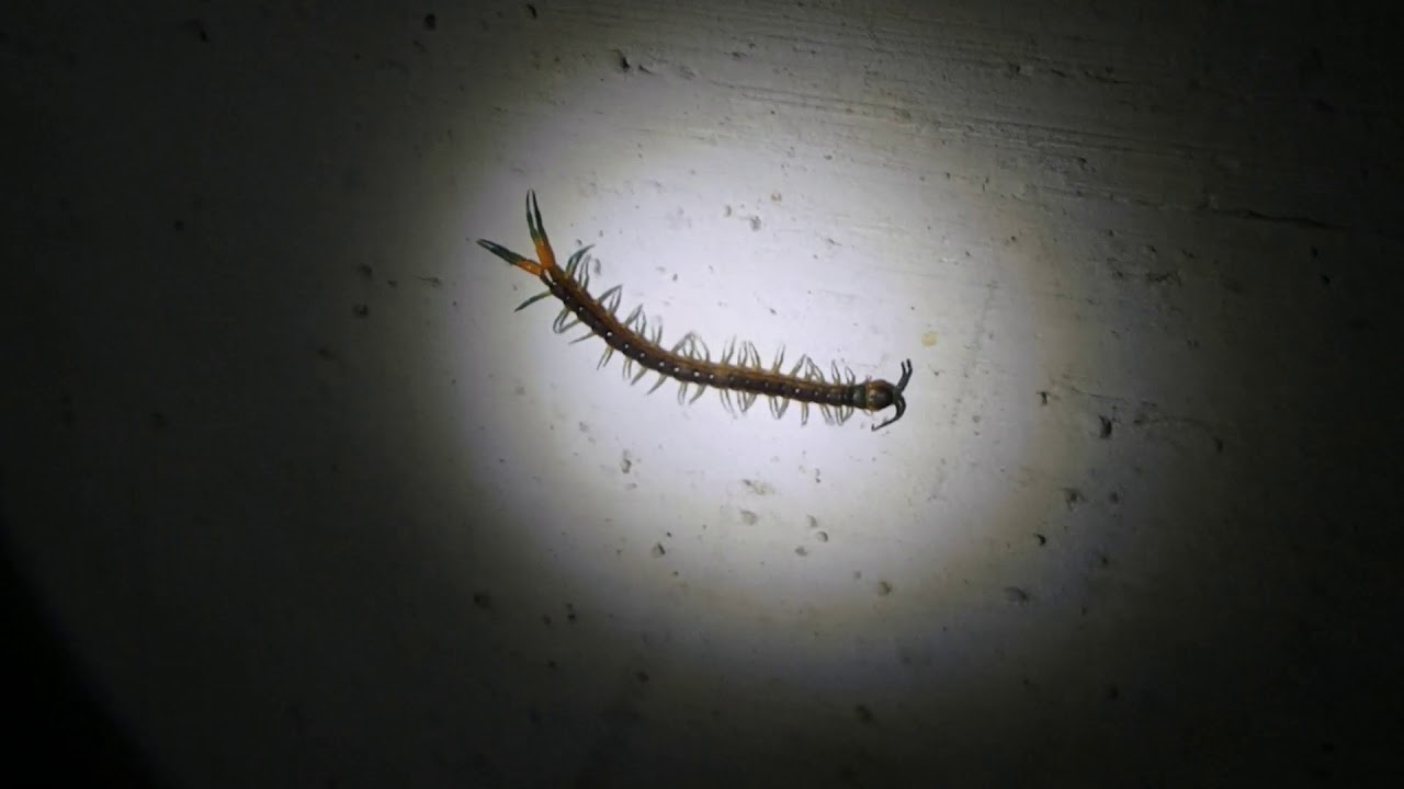 Scolopendra cingulata, banded centipede joung Greece by Theo Fotiadis 3 ...