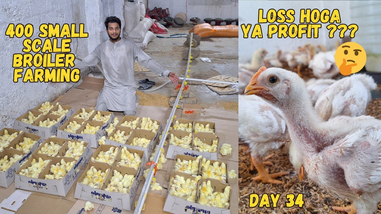400 Small Scale Broiler Farming Day 34 Loss hoga ya Profit ???? - YouTube