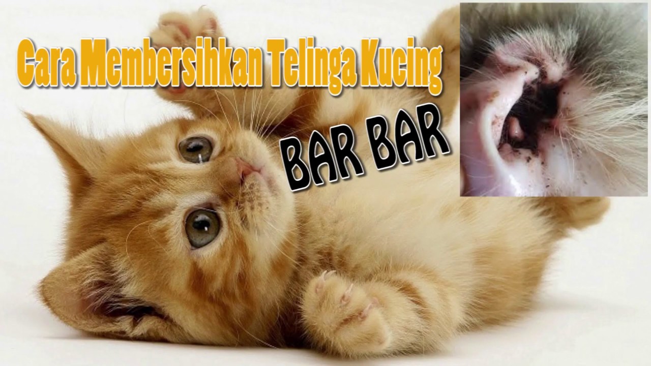 CARA MEMBERSIHKAN TELINGA KUCING | DIPA CAT - YouTube