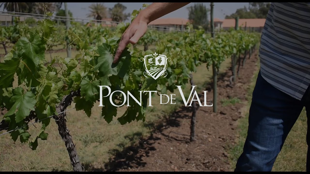 Vineyards at Pont de Val - YouTube