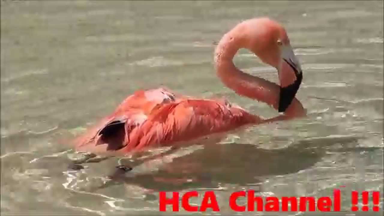 Pink Flamingo at SeaWorld - YouTube
