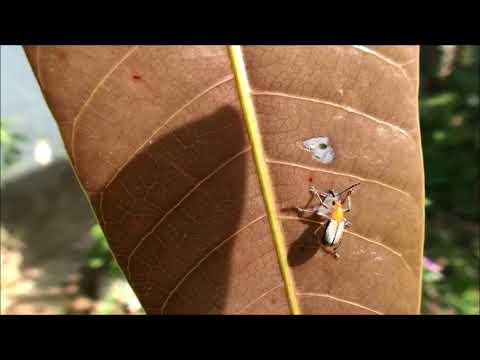 Mango Leaf cutting Weevl/আমের পাতা কাটা উইভিল - YouTube