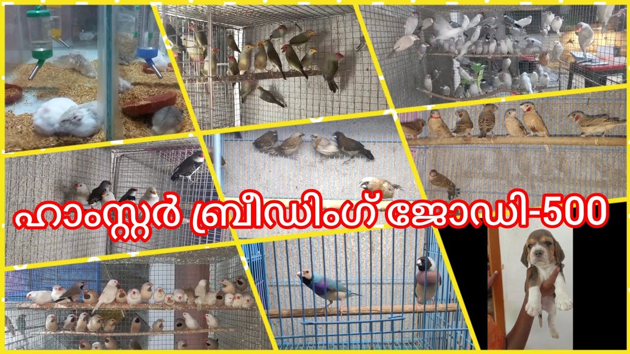 നീല ഗോൾഡൻ ബ്രീഡിംഗ് ജോഡി-7500 /finches /Beagle Puppy /Java /hamster / nagercoil brothers - YouTube
