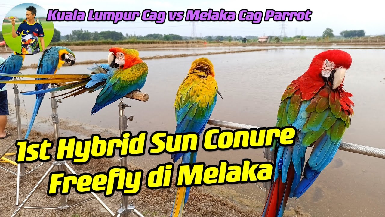 1st Hybrid Sun Conure Freefly di Melaka..( KL Cag VS Melaka Cag ...