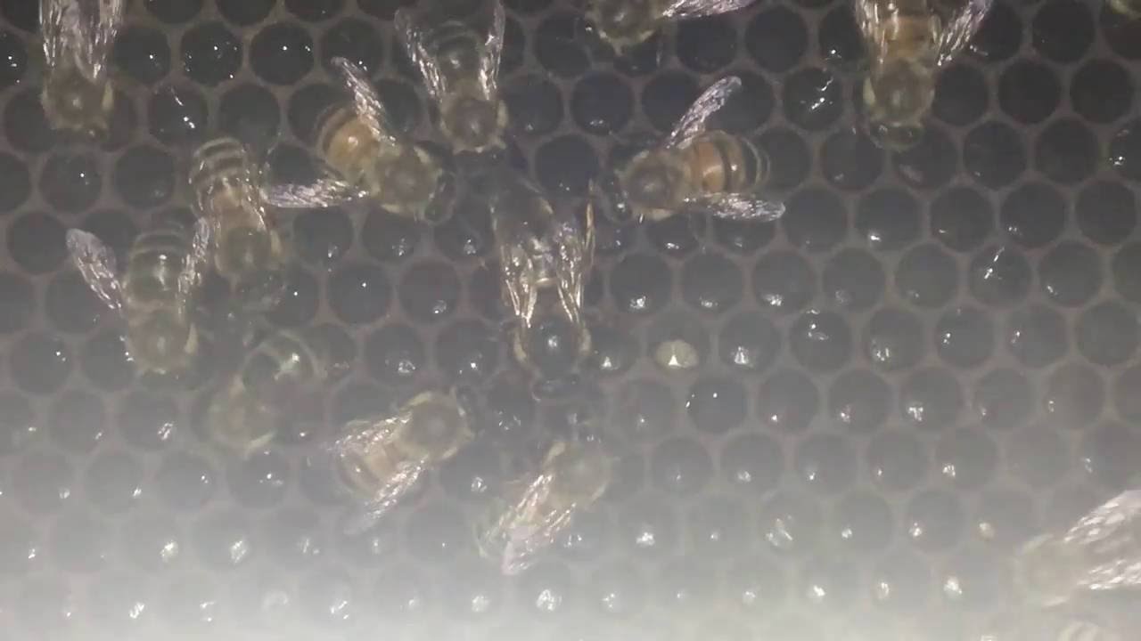 Queen Bee Laying Eggs in Observation Hive - YouTube