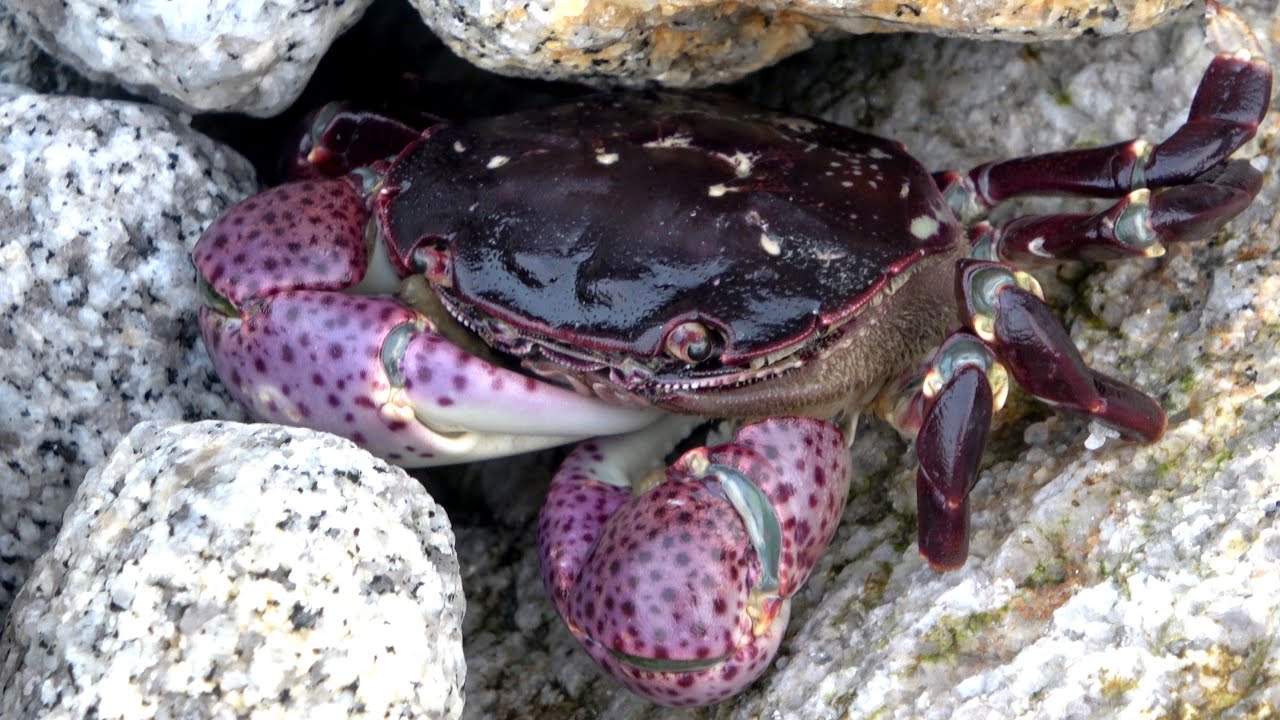 Male Purple Shore Crab: A Close Look at Asilomar’s Intertidal Marvel - YouTube