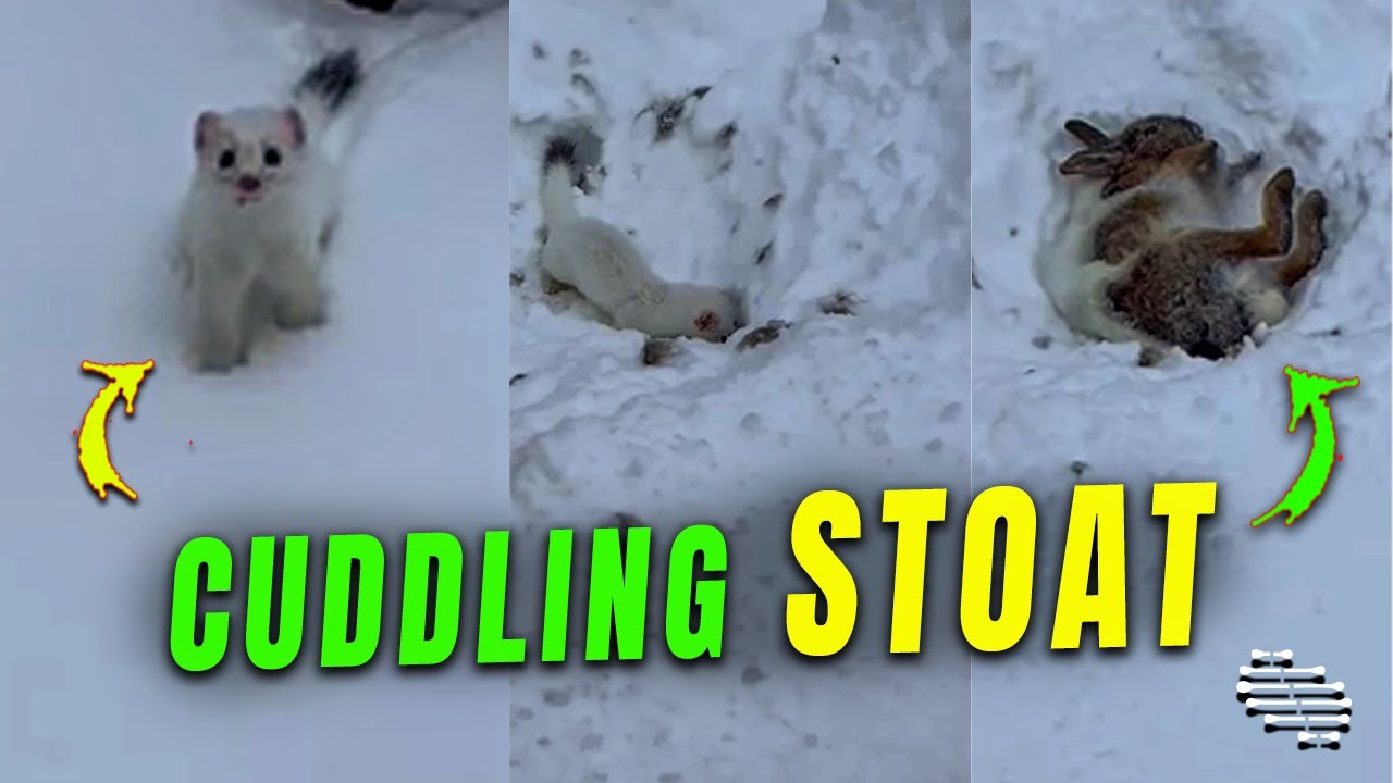 Stoat Cuddling with a Rabbit in the Snow - YouTube