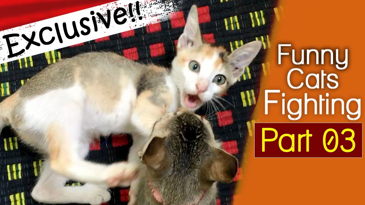 Kittens Fighting | Kittens Meowing | Kitten Funny Video | Cat Fight ...