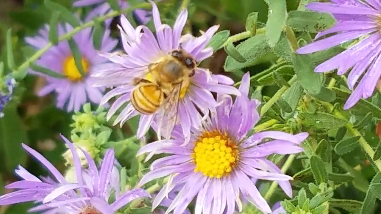 Some Beautiful Fall Flowers (Aster) with Bees - YouTube