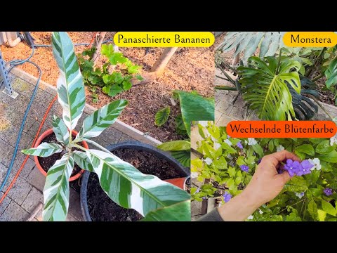 Tropische 🌴 Raritäten Neuzugänge