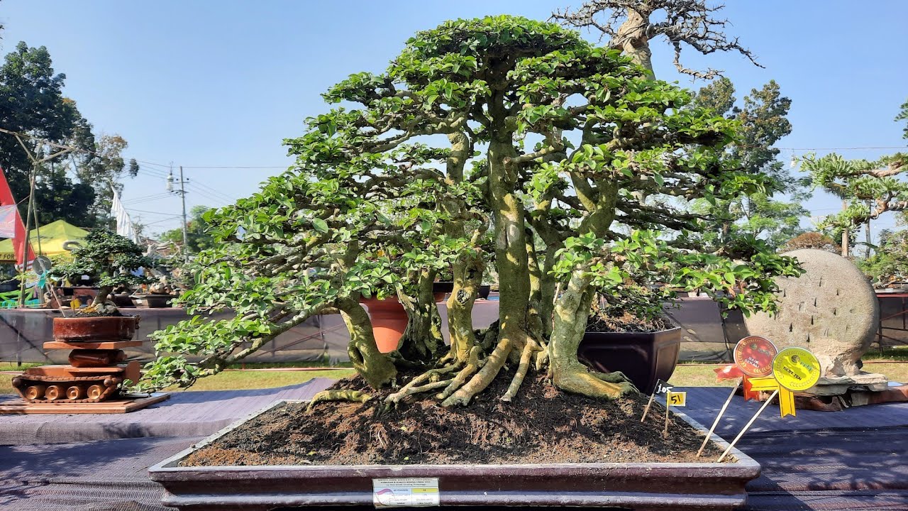 Bonsai delima batu, meraih predikat best ten, di pameran bonsai ...