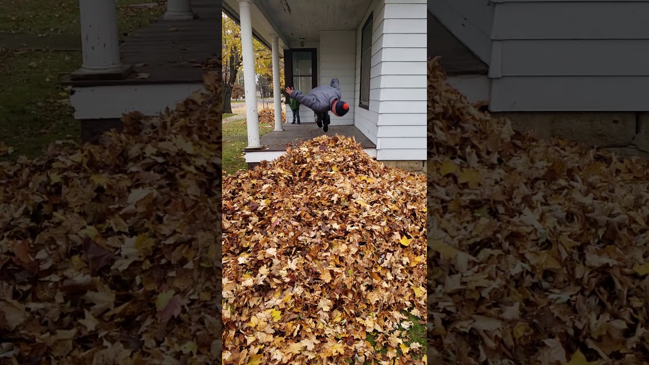 Jace into giant leaf pile - YouTube