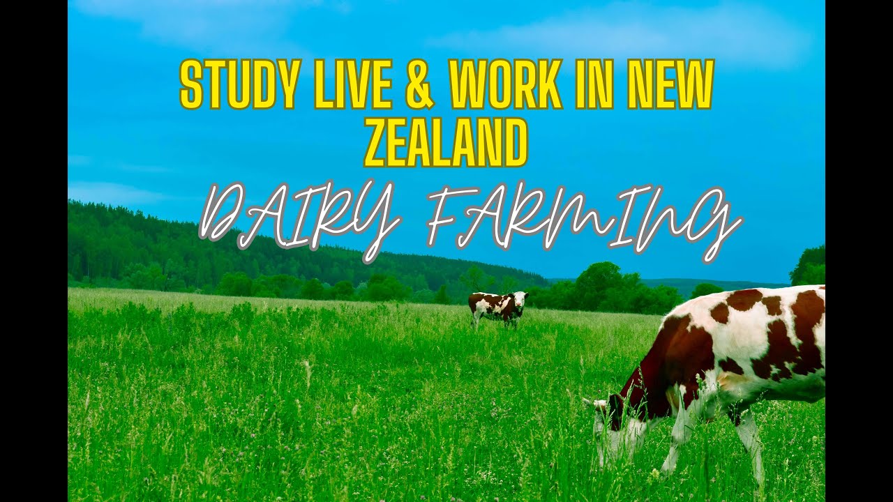 STUDY LIVE & WORK in New Zealand for 12-week Dairy Farming Program ...