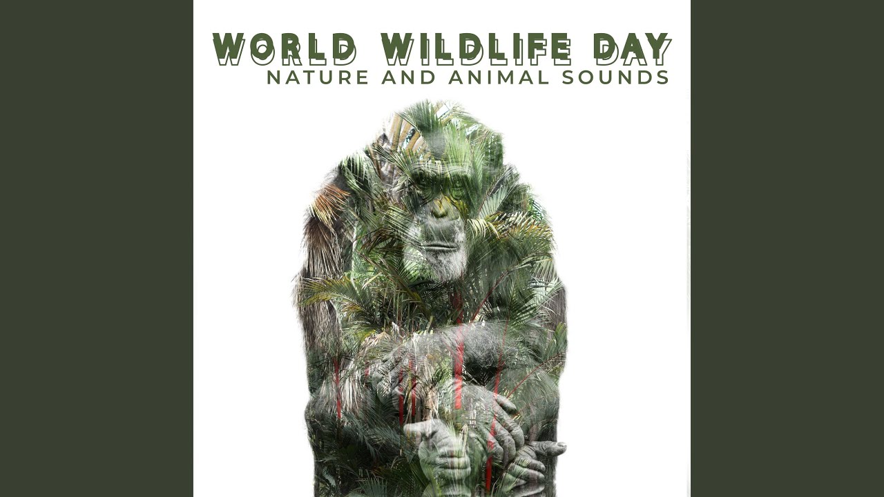 Animal Concert - YouTube