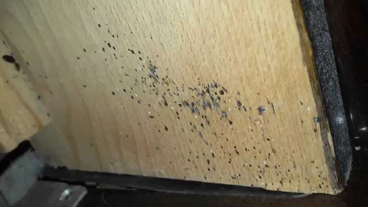 Dezinsectie Plosnite de Pat - YouTube