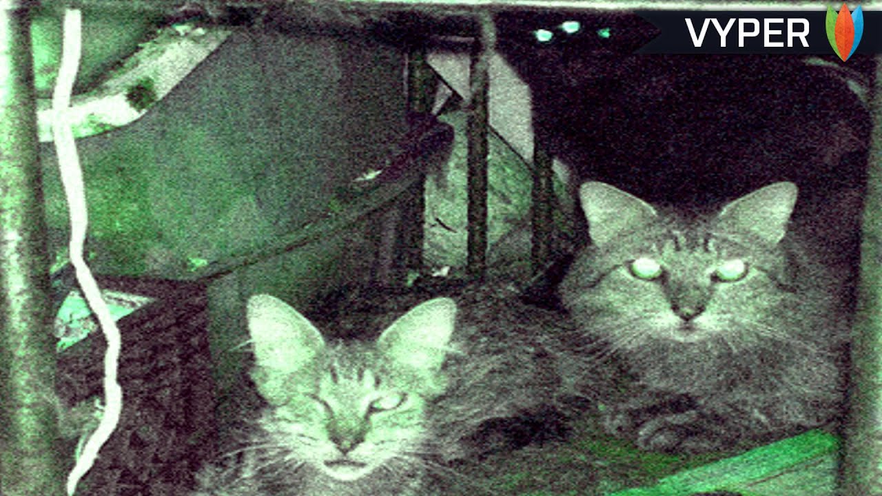 SCP Reading: 511 "Basement Cat" - YouTube