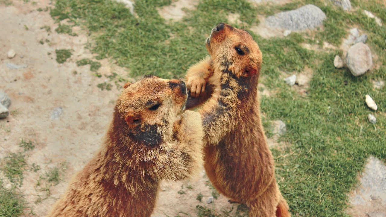 Epic fight between Marmots - YouTube