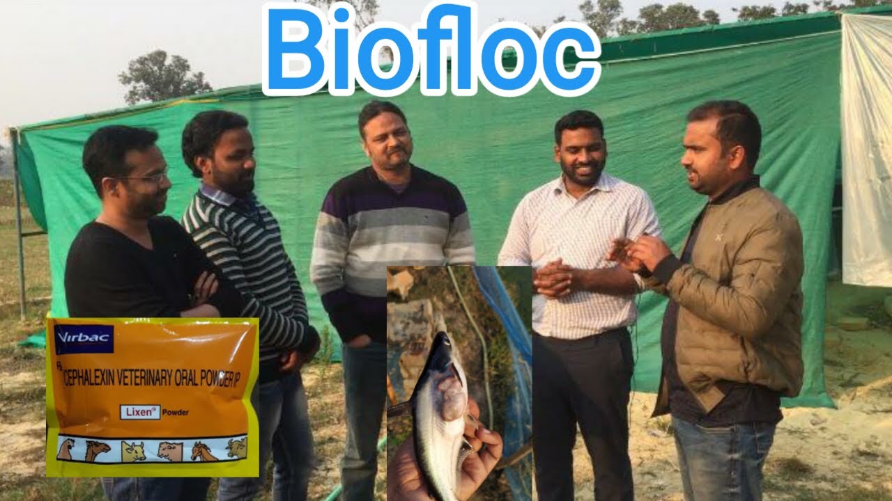 Common Pangasius Fish Disease & Control in Winter Season || Biofloc ...
