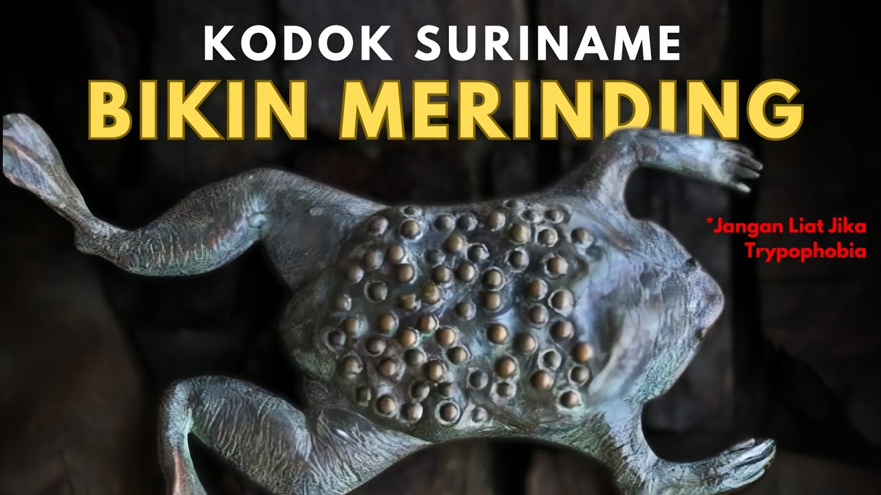 Melahirkan Dari Punggung Kodok Suriname. - YouTube