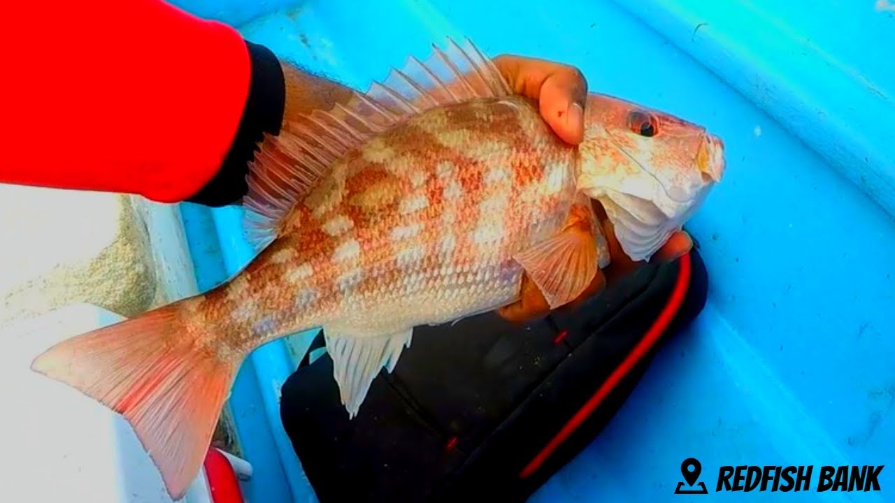 FISHING THE GULF OF PARIA, TRINIDAD (REDFISH, SALMON, BACHINE AND MORE ...