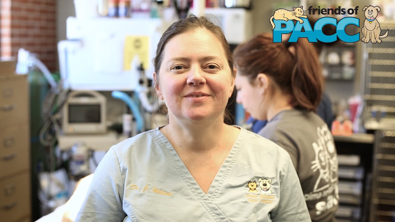 Dr. Jennifer Wilcox: Why PACC Pets Need a Cautery Device - YouTube