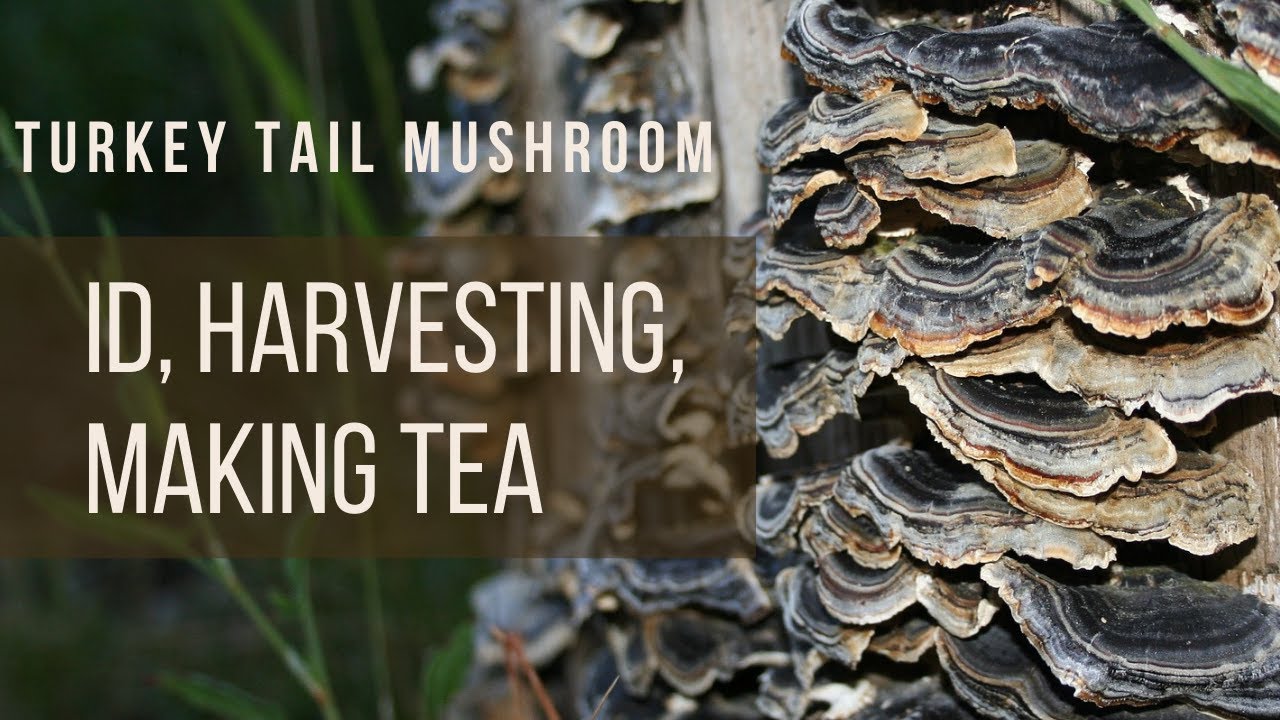 How to make Turkey Tail Tea (Trametes Versicolor) Step by Step ...