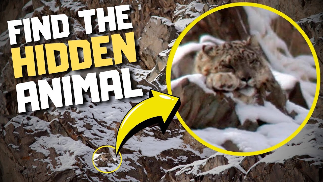 Identify the Camouflaged Animal | Quiz 🦎🔍 - YouTube