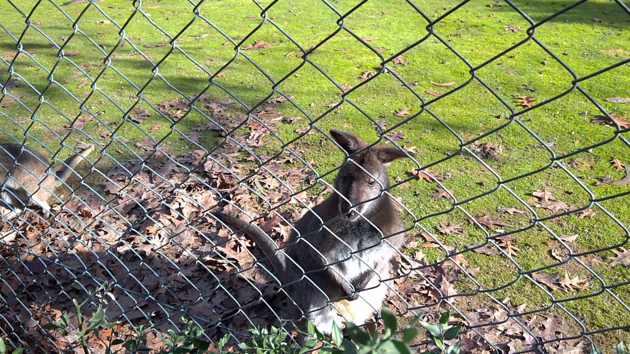 Kangaroos - YouTube