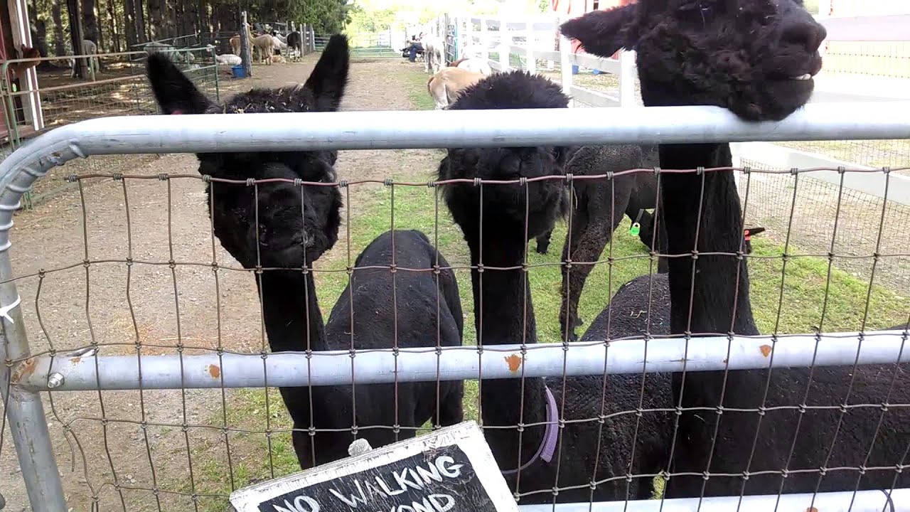 Feeding alpacas at Brookhollow Farm in Boonton, NJ - YouTube
