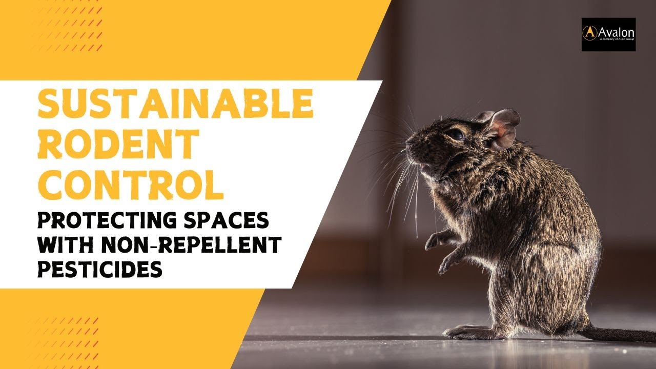 Sustainable Rodent Control: Protecting Spaces with Non-Repellent ...