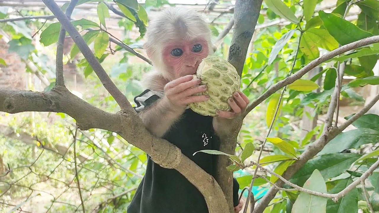 Baby monkey Bob explores aunt's beautiful garden - YouTube