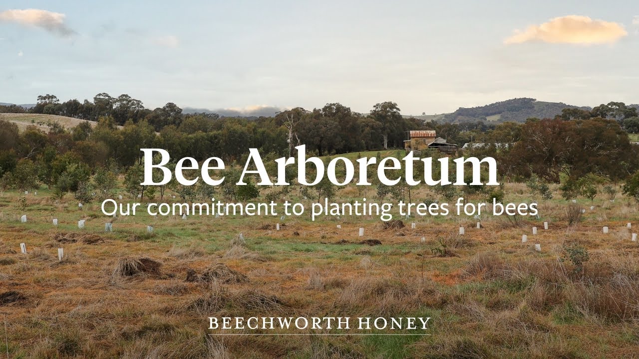 Bee Arboretum by Beechworth Honey | Planting Trees for Bees - YouTube