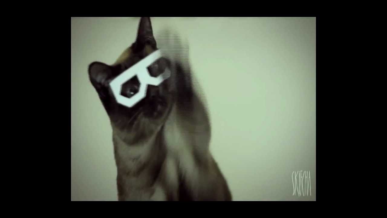 DubStep Cat likes Skrillex - YouTube