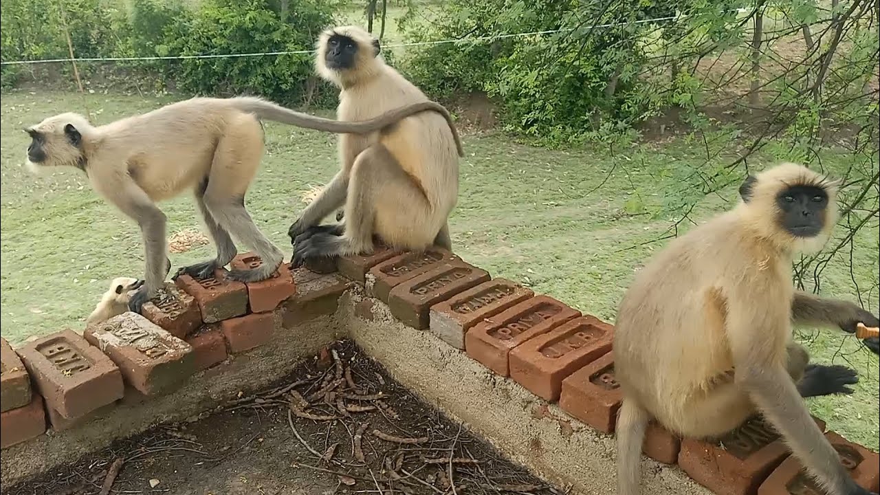 monkey vlog video part 12 - YouTube