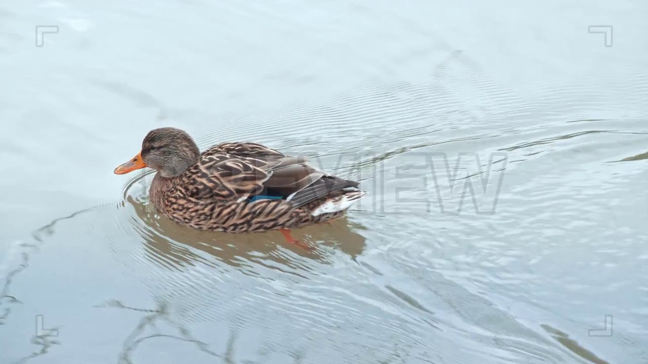 Duck Swims Fast Stock Video - YouTube