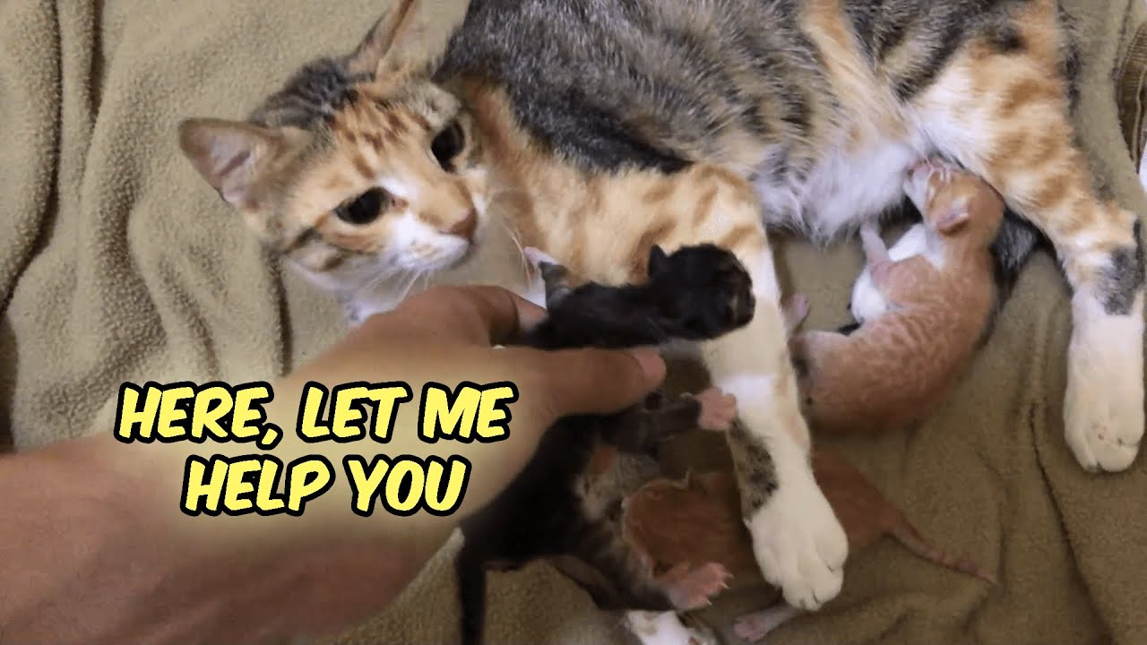 Mom Cat First Day at Work — Adorable Kitten Journey Day 1 - YouTube