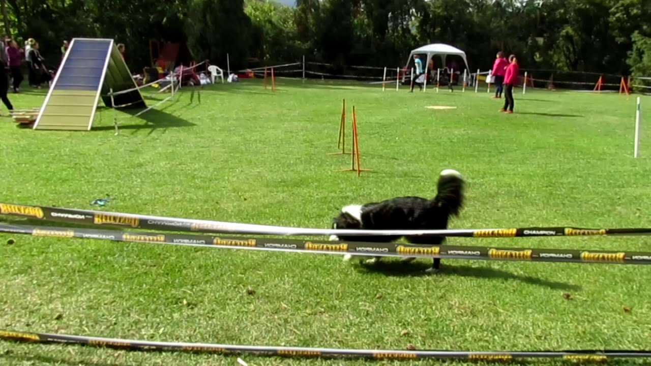 Caesar ~ Border Collie | 2018 - I. PAF Agility Fest - YouTube