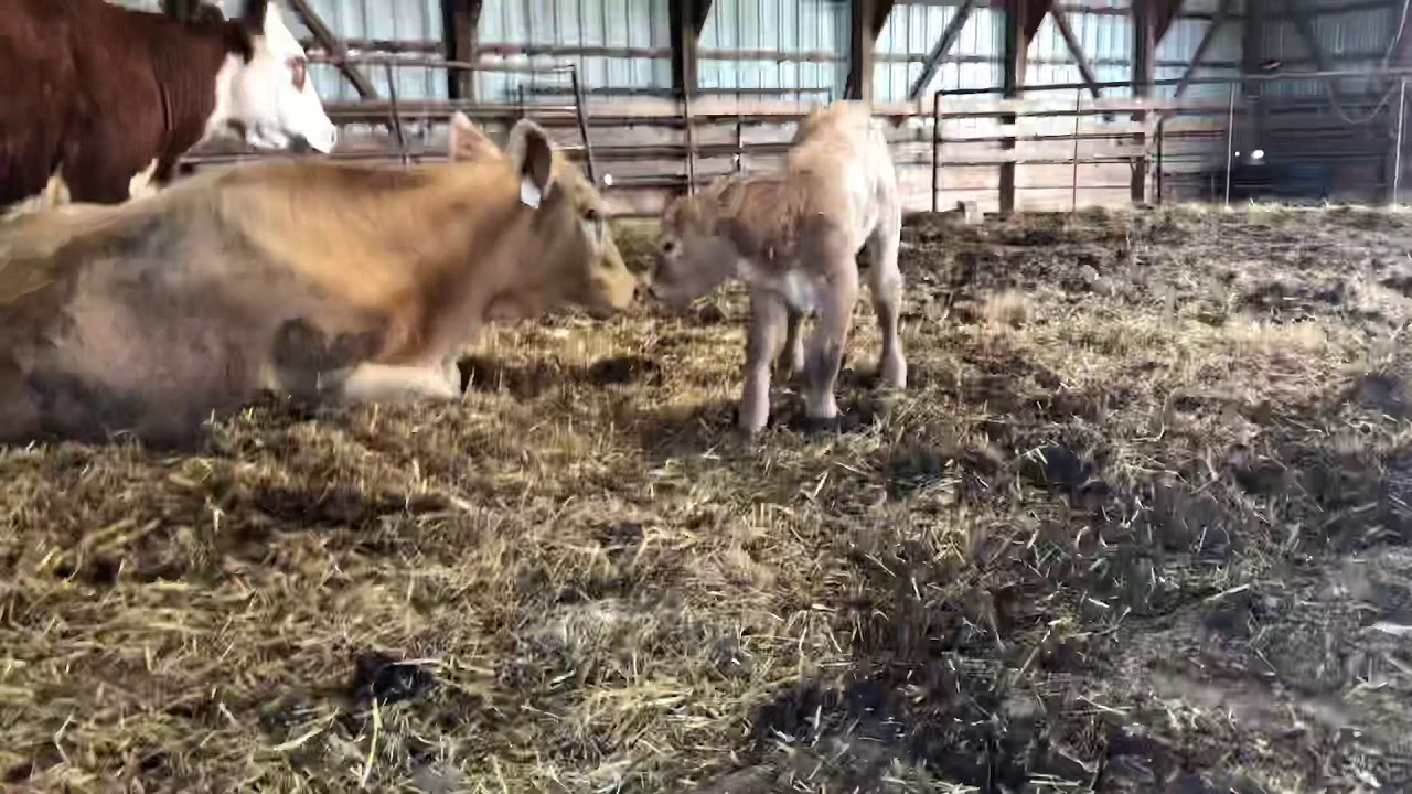 My heffiers first bull calf!! - YouTube