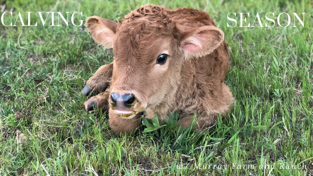 New Baby Heifer Just Born w/ Murray Farm & Ranch - YouTube