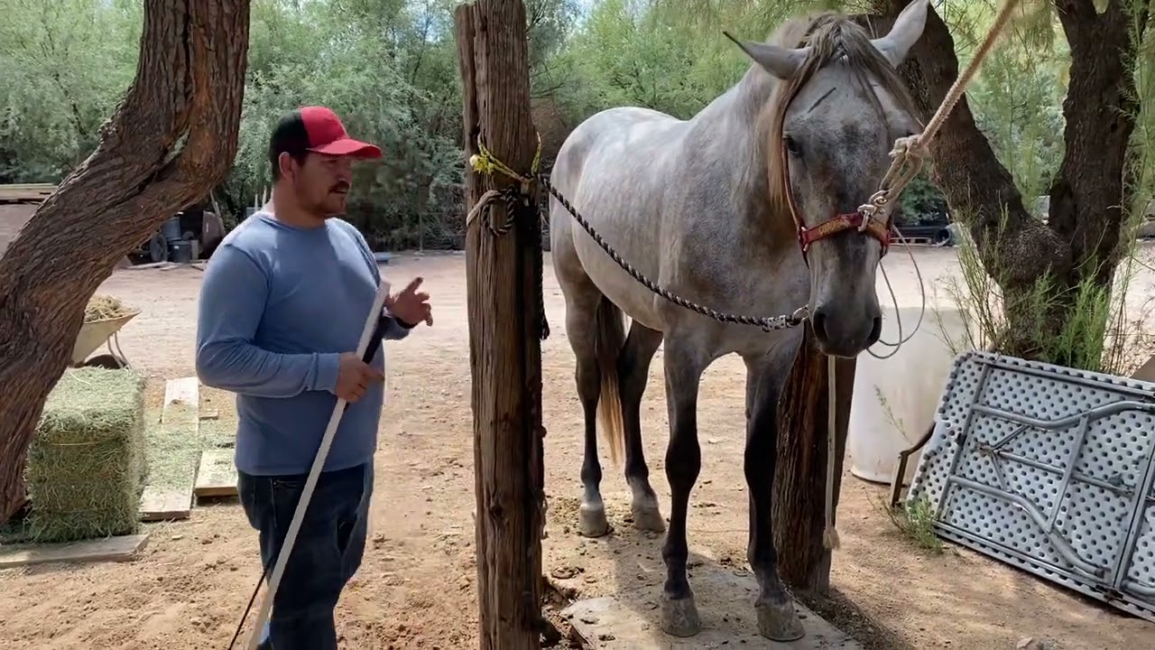 Como empezar un potrillo en El Cajon parte #1 - YouTube