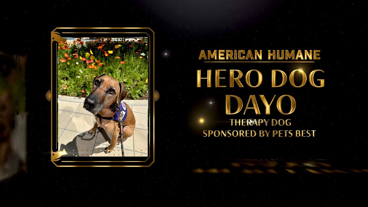 2024 Hero Dog Awards | Therapy Hero Dog Dayo - YouTube