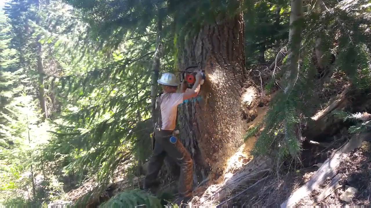 Timber falling in the sierra nevadas - YouTube